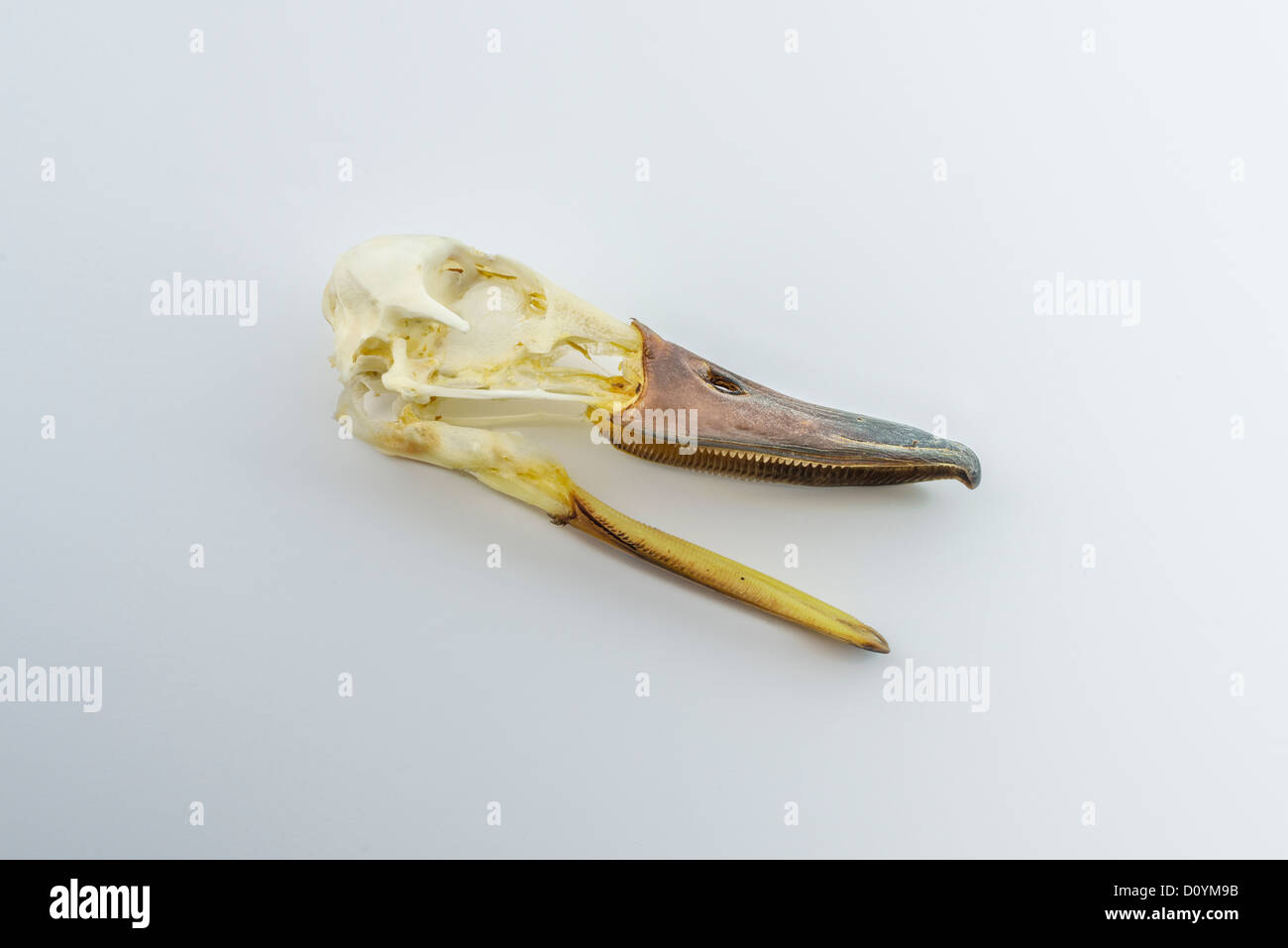 The skull of a duck Stock Photo - Alamy