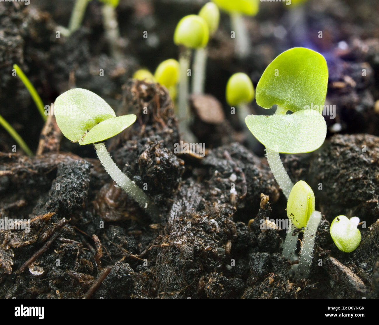 Basil plant root hi-res stock photography and images - Alamy
