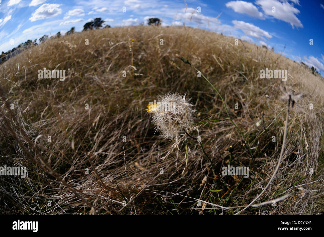 Canberra Autumn High Resolution Stock Photography and Images - Alamy