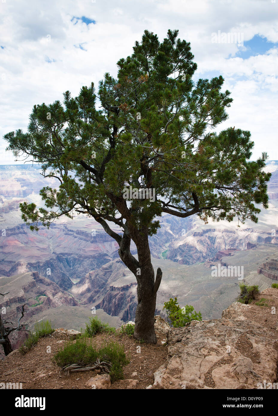 Lone tree at the edge of the Grand Canyon, July 2011 Stock Photo - Alamy