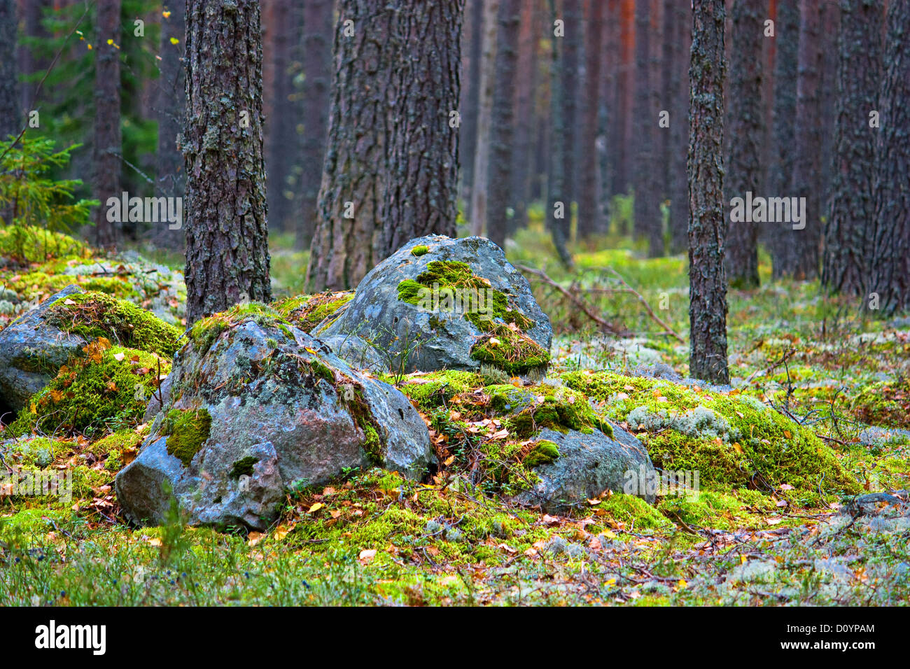 stones in forest Stock Photo - Alamy