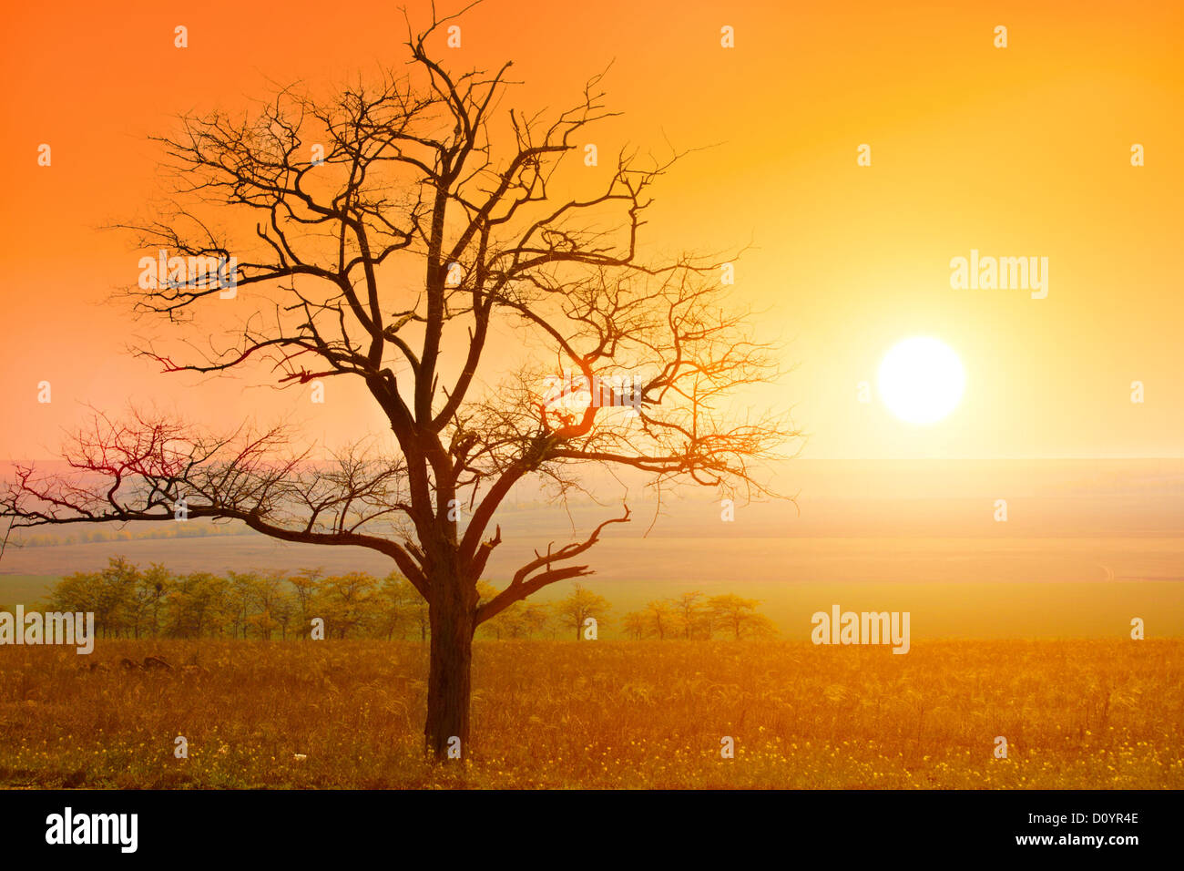 autumn tree and sunset Stock Photo - Alamy