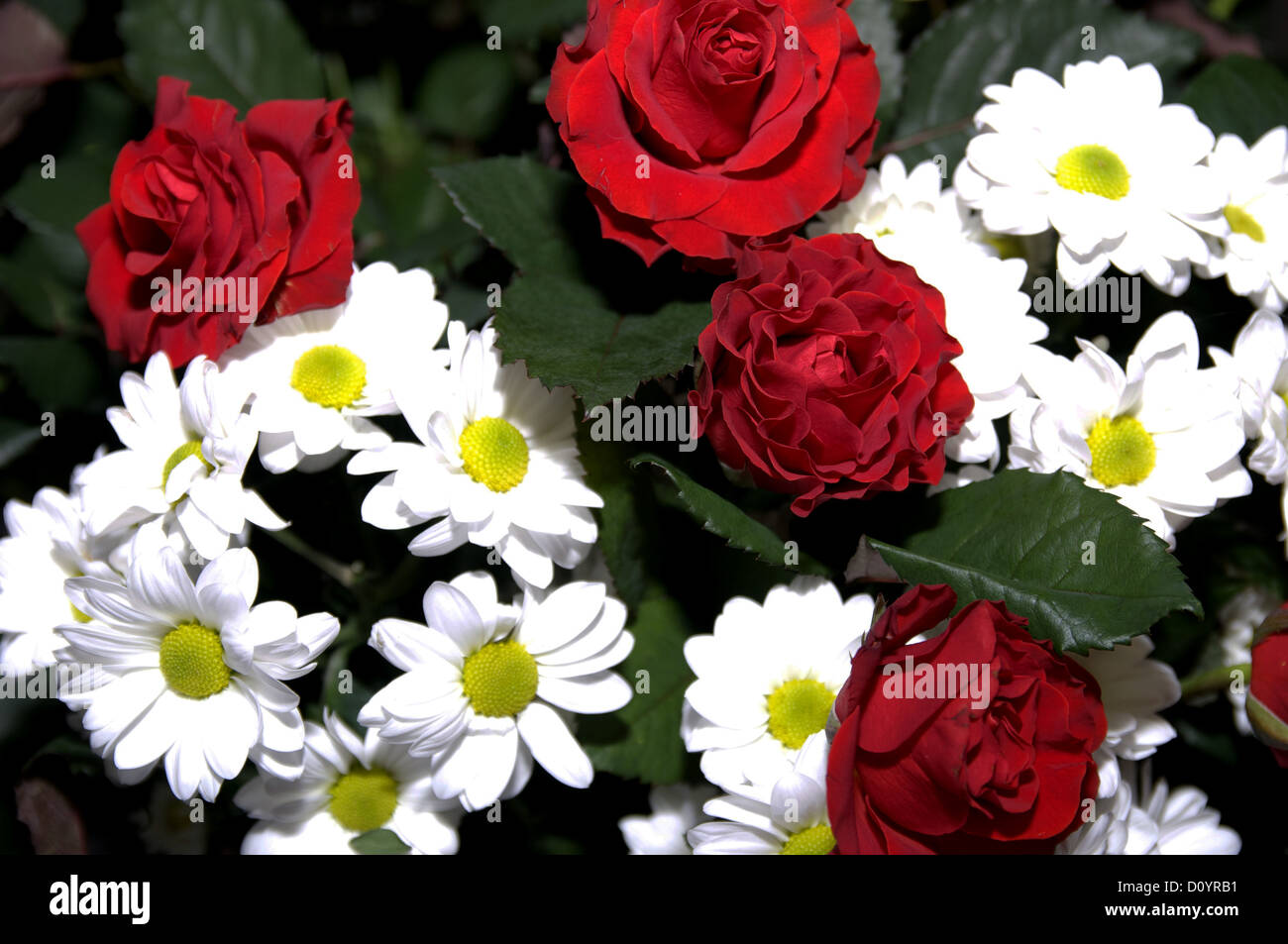 Daisies and roses Stock Photo - Alamy