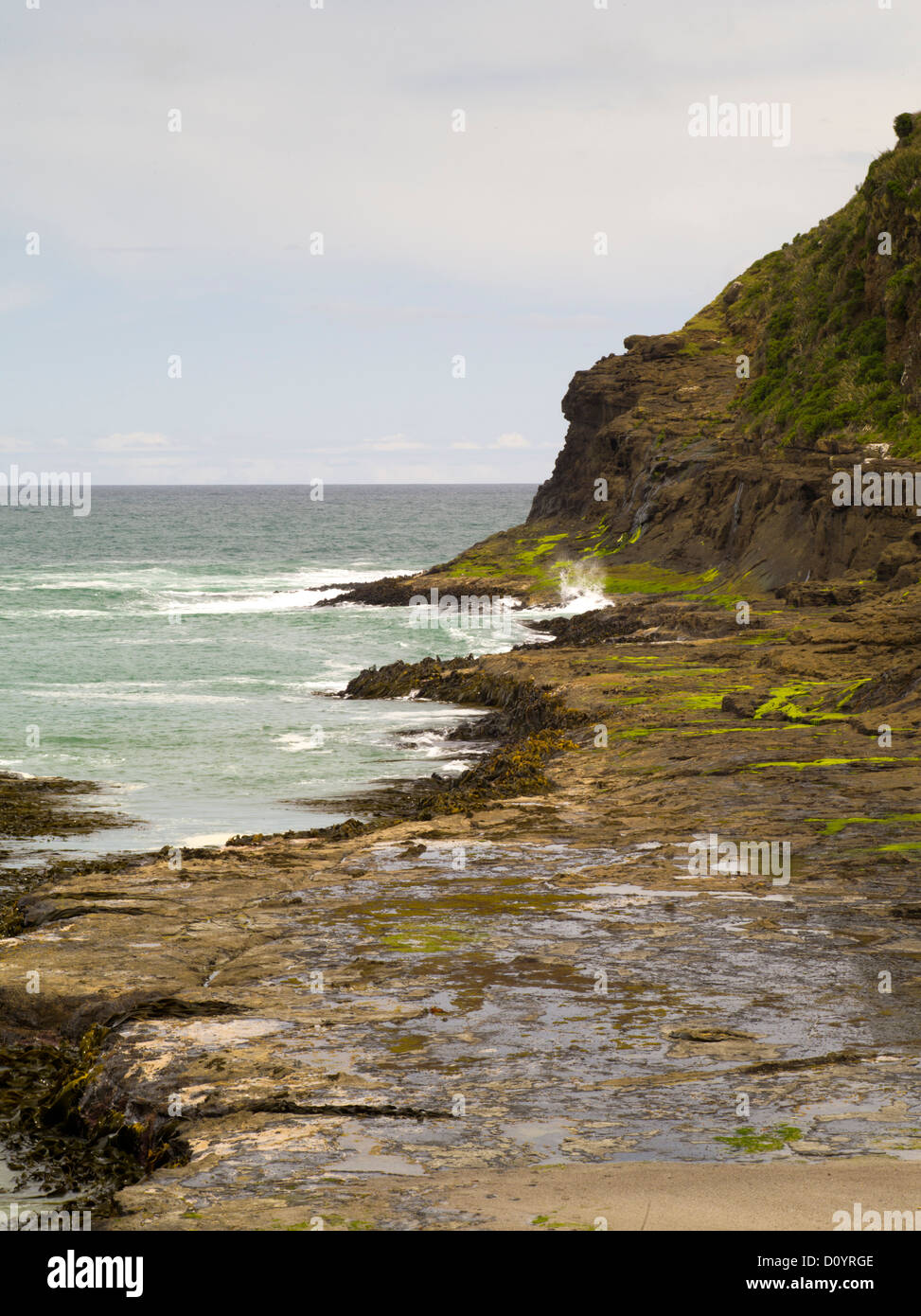 Cove, waves and kelp flow just to the west of Curio Bay, South Island ...