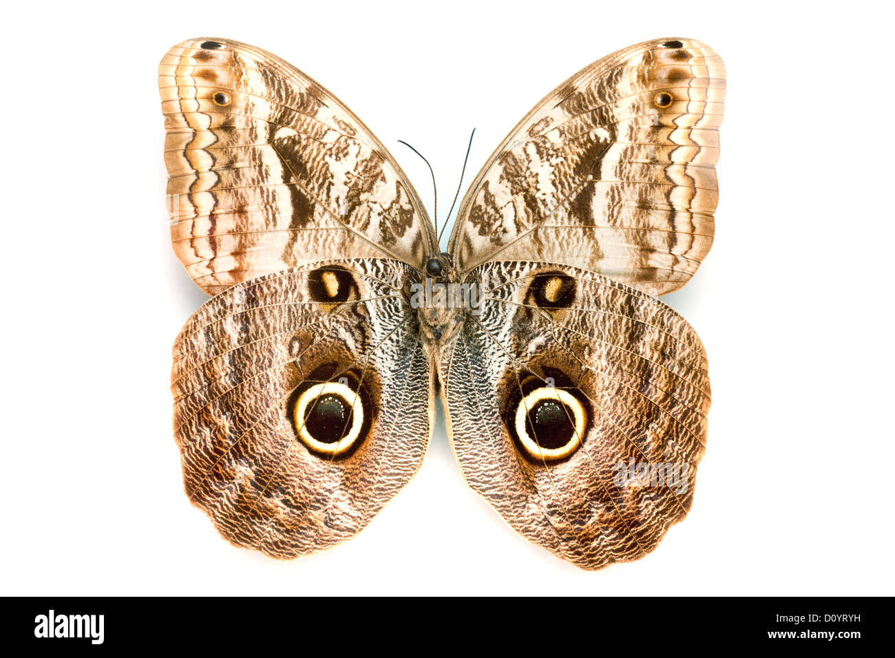 Butterfly series - Rare Beautiful Butterfly isolated on white ...