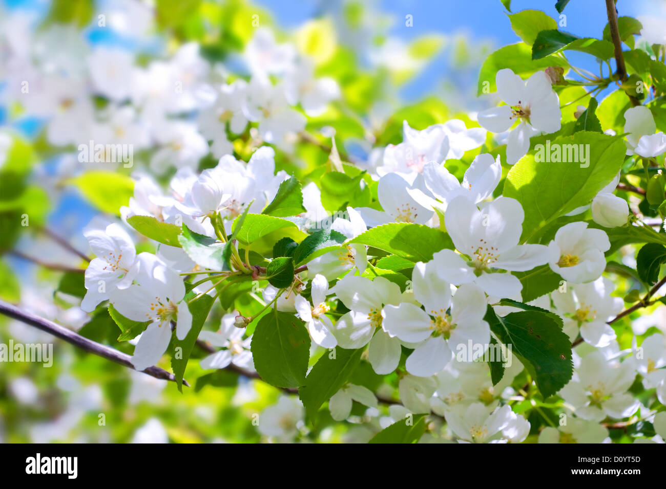blossom apple tree Stock Photo - Alamy