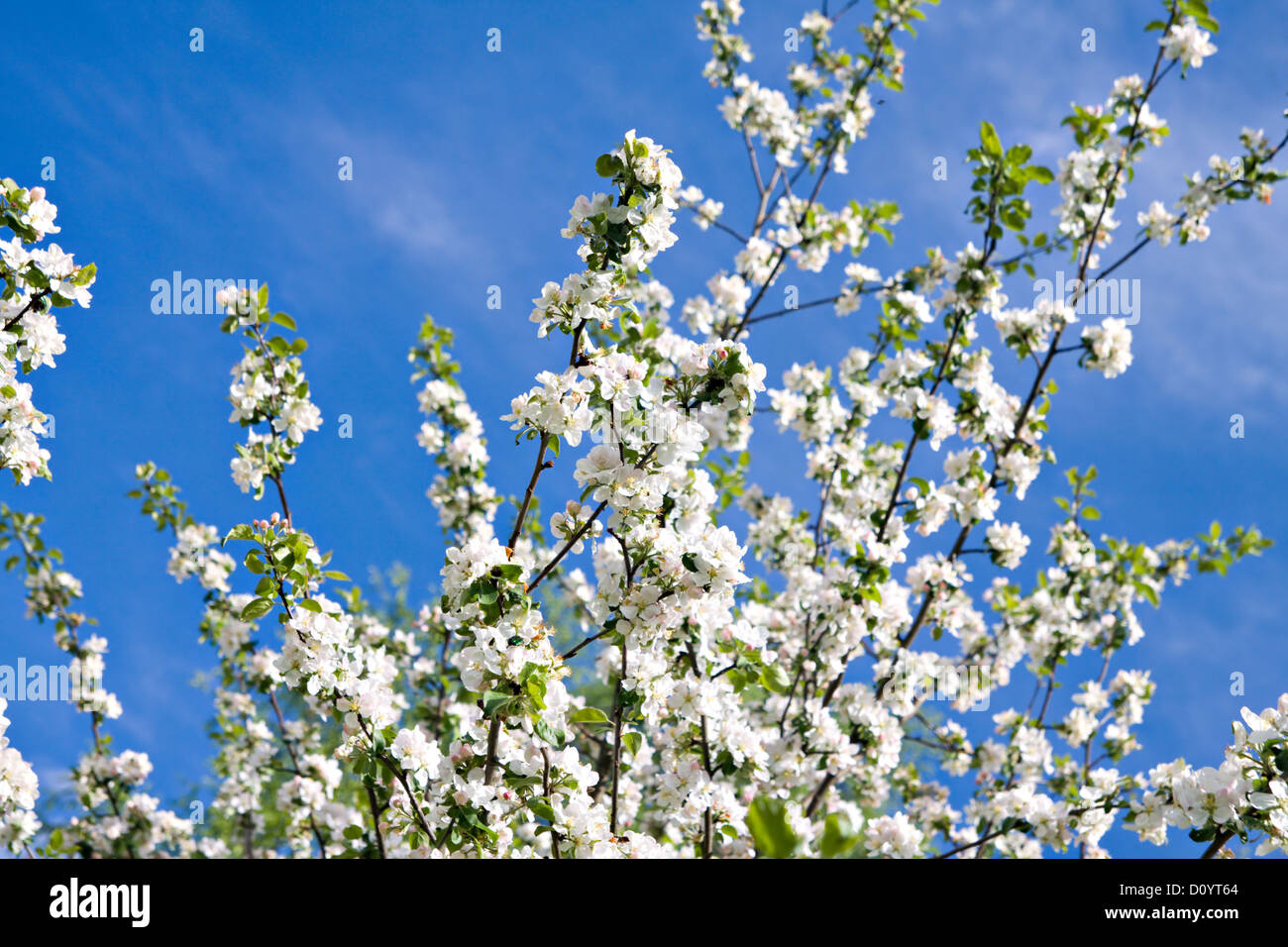 blossom apple tree Stock Photo - Alamy