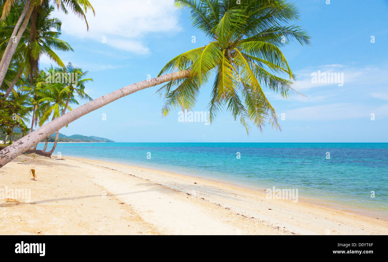 beach and clear tropical sea Stock Photo - Alamy