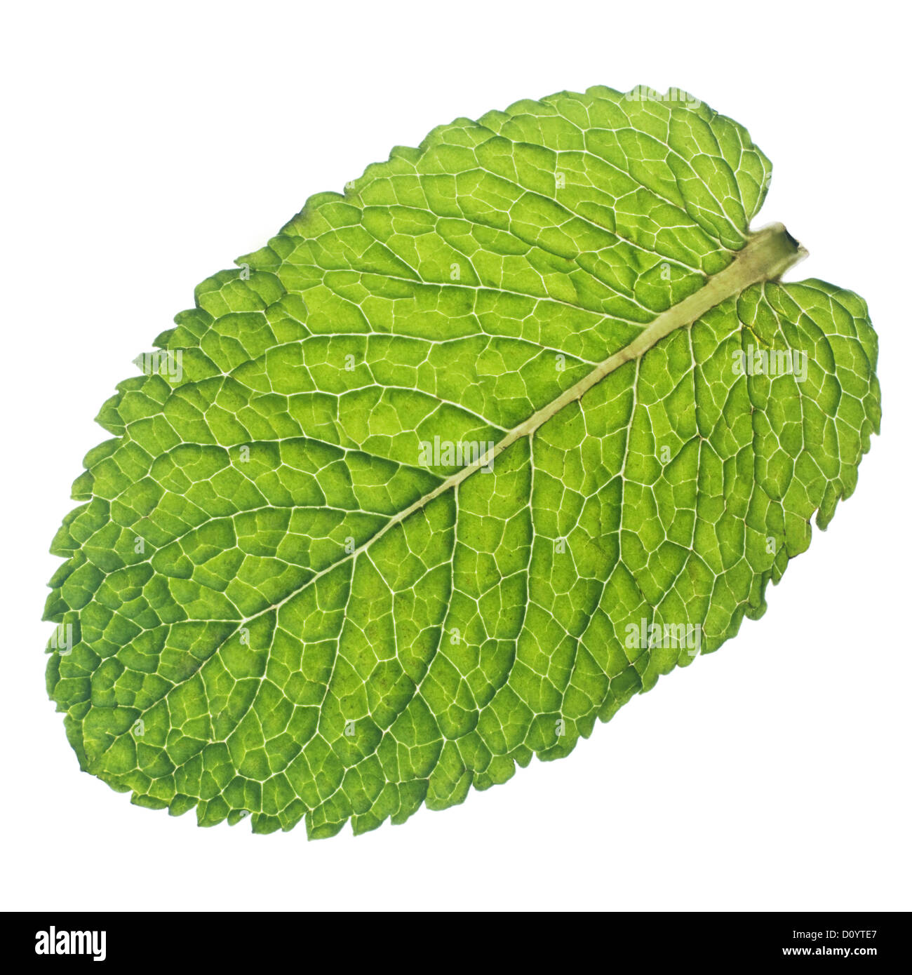 Mint leaf and studio hi-res stock photography and images - Alamy