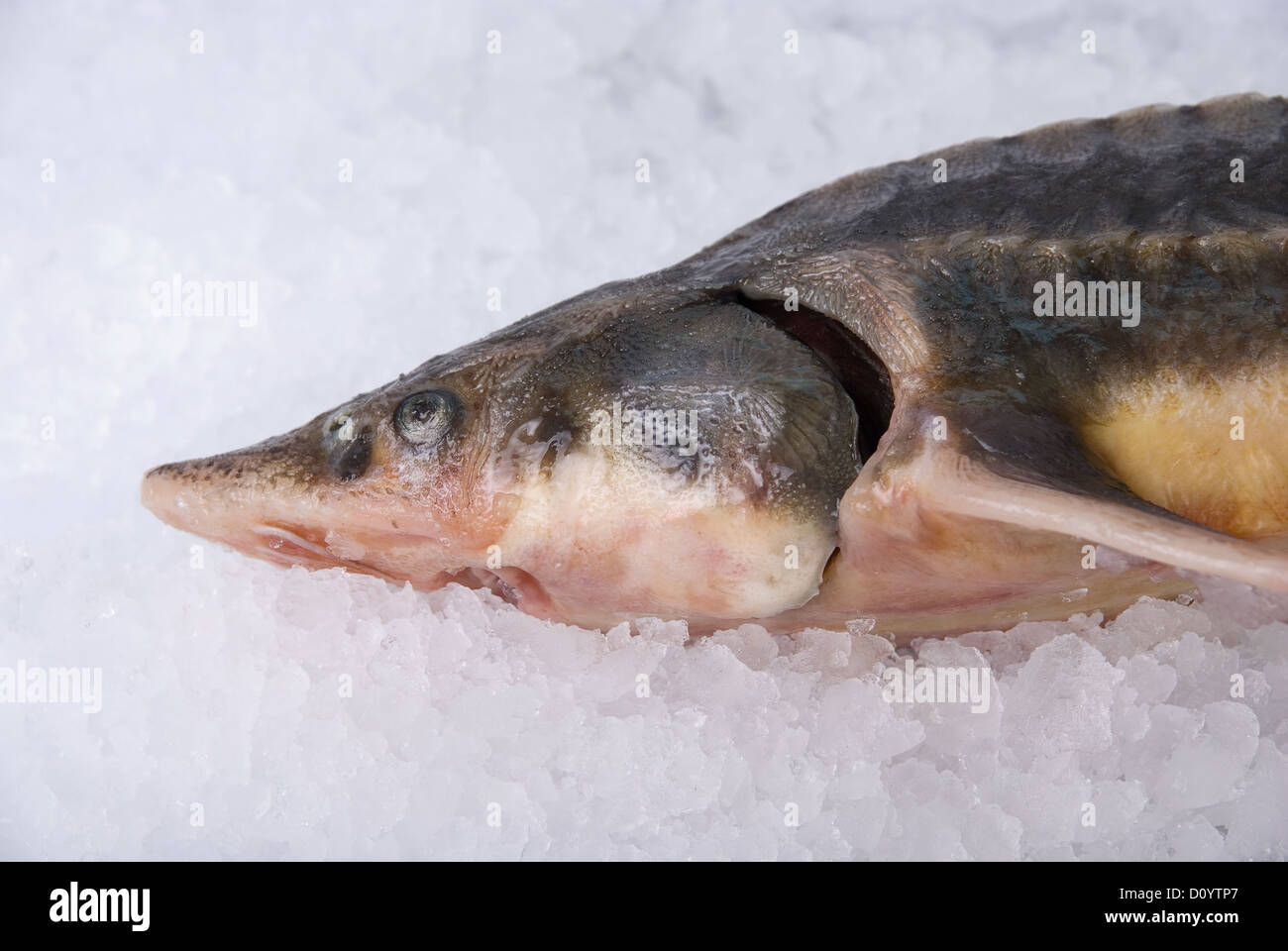 the sterlet fish Stock Photo - Alamy