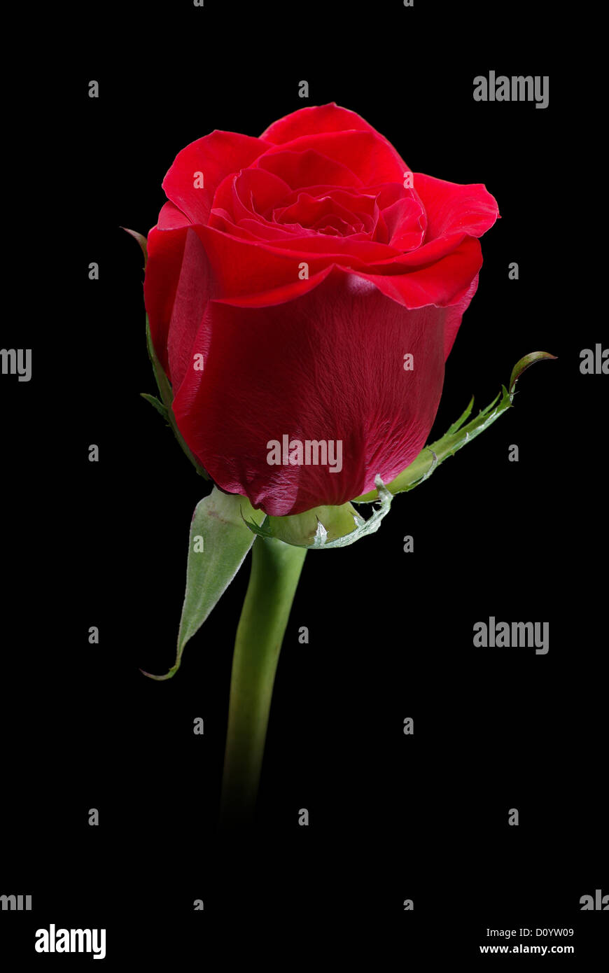 Perfect red rose isolated on black background Stock Photo - Alamy