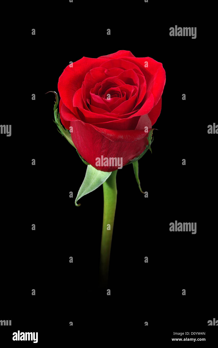 Single Red Rose Black Background Stock Photo