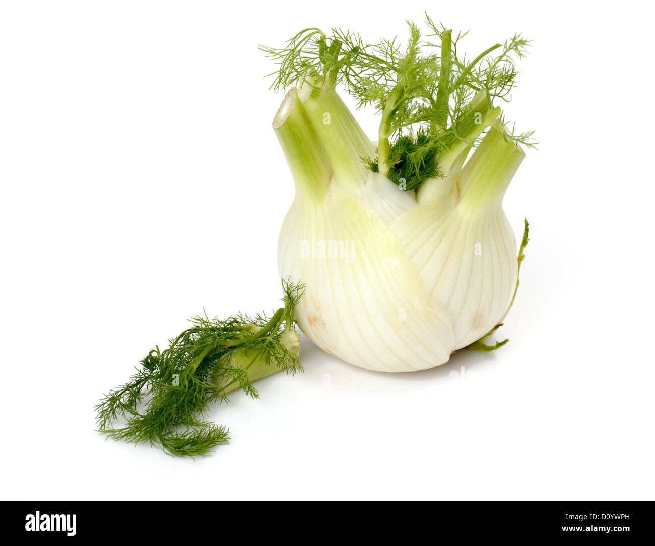 Florence Fennel Stock Photos & Florence Fennel Stock Images - Alamy