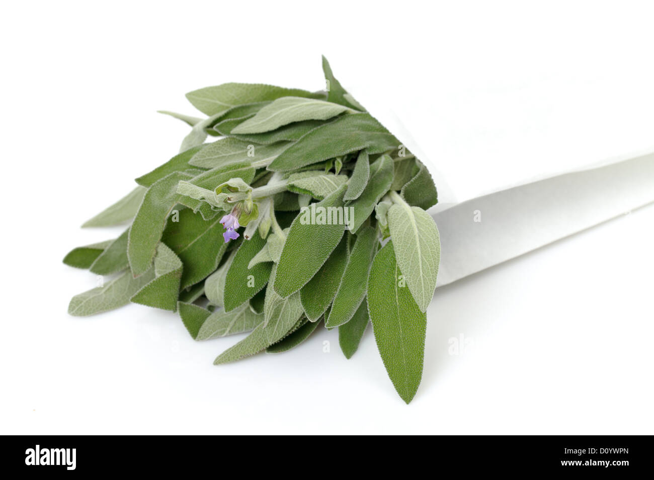 Perfumed leaves hi-res stock photography and images - Alamy