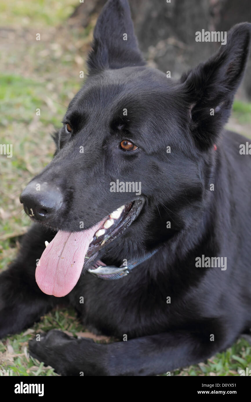 Beautiful Black Dog Mix Stock Photo - Alamy