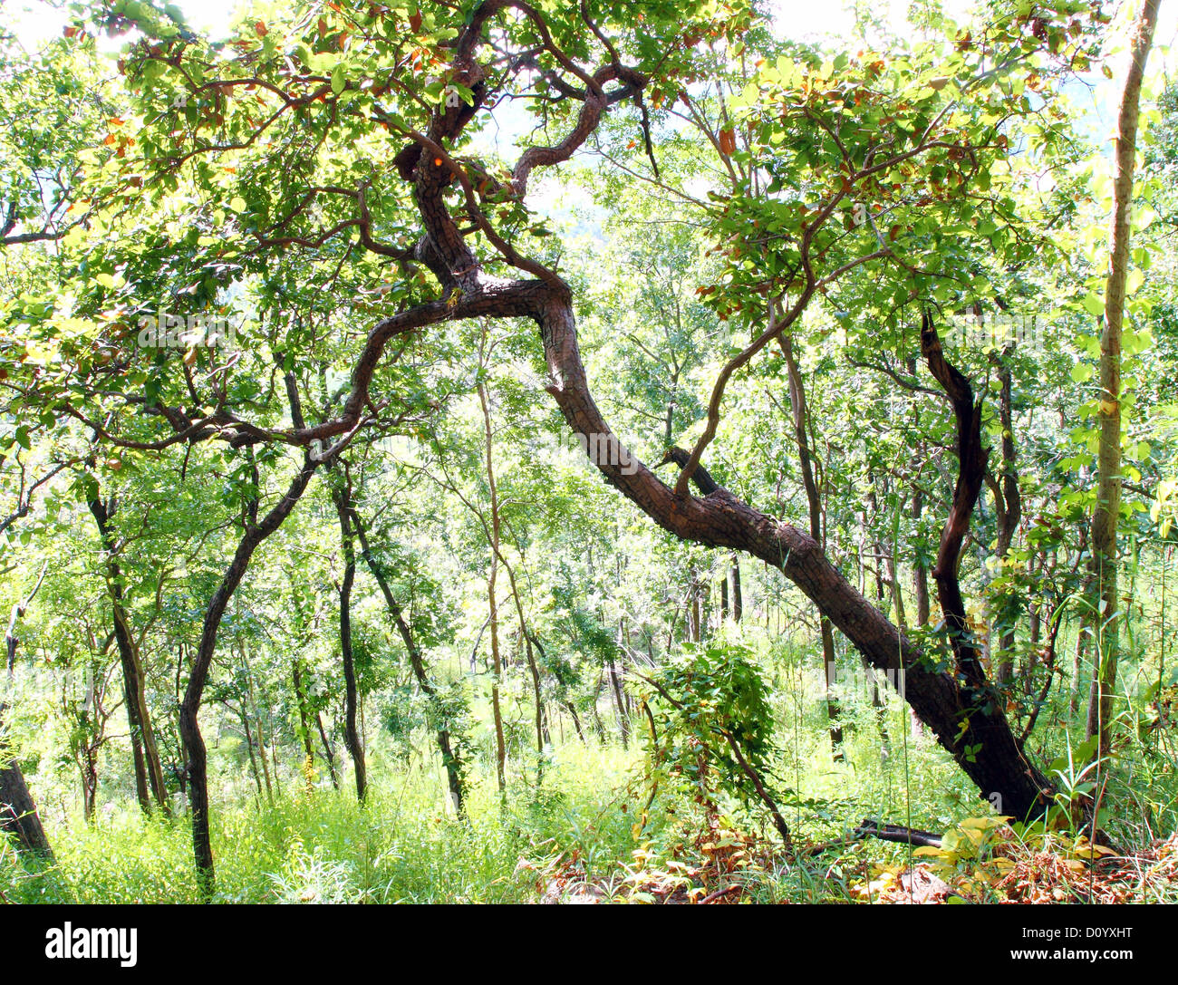 Thailand rainforest big trees hi-res stock photography and images - Alamy