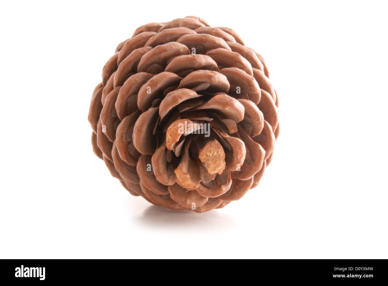 Great fir cone Stock Photo - Alamy