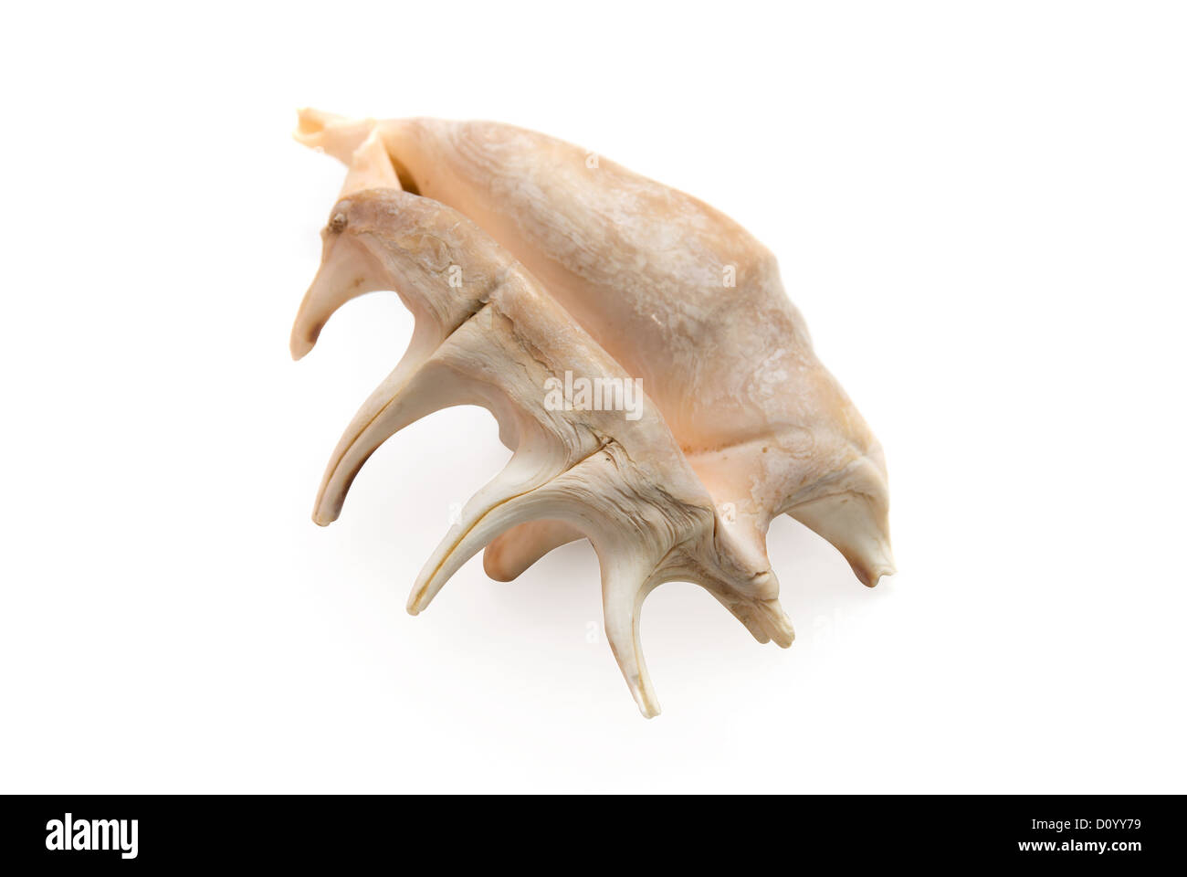 Curled shell Cut Out Stock Images & Pictures - Alamy