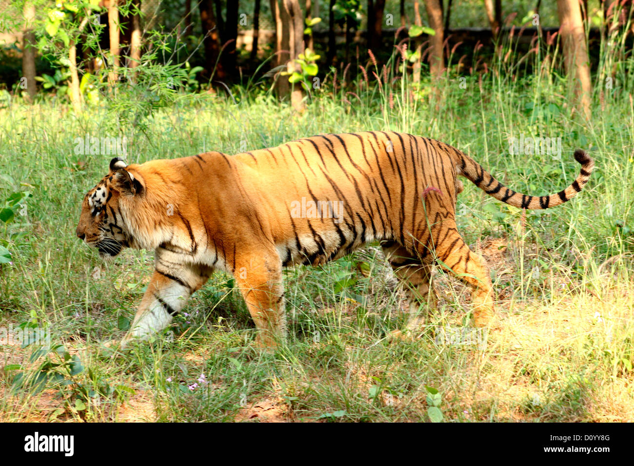 Tiger poaching india hi-res stock photography and images - Alamy