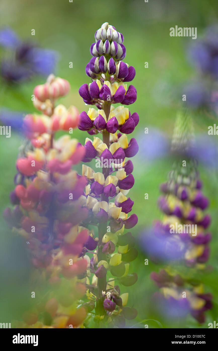 Lupin flowers in cottage garden hi-res stock photography and images - Alamy