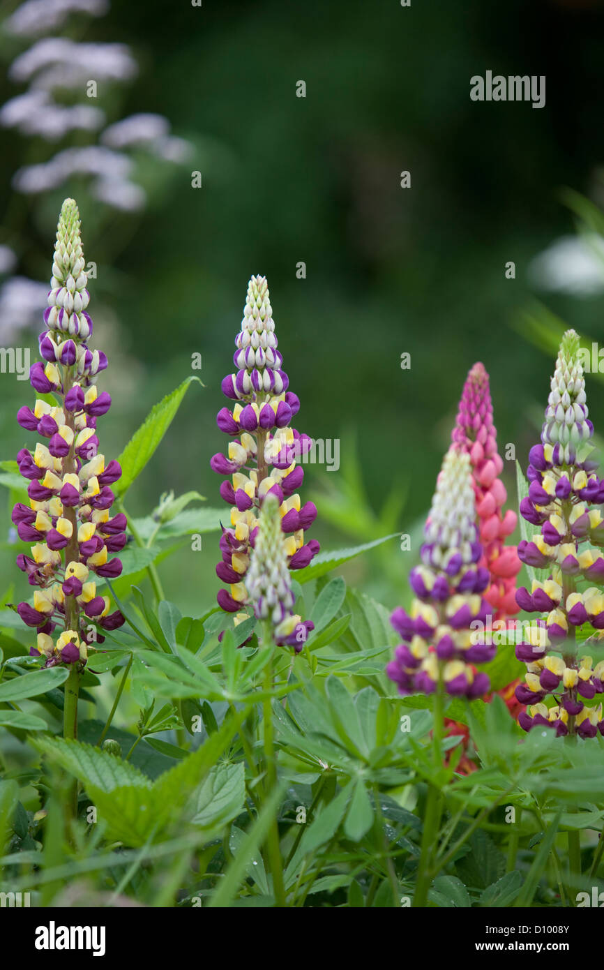 Lupin flowers in cottage garden hi-res stock photography and images - Alamy