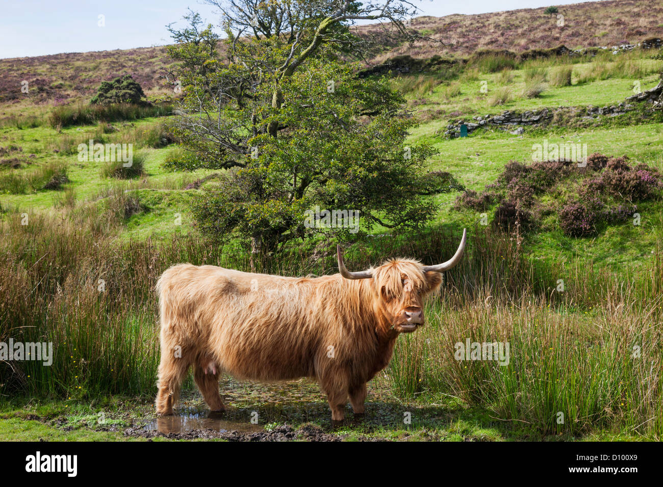 England, Devon, Dartmoor, Highland Cattle Stock Photo - Alamy