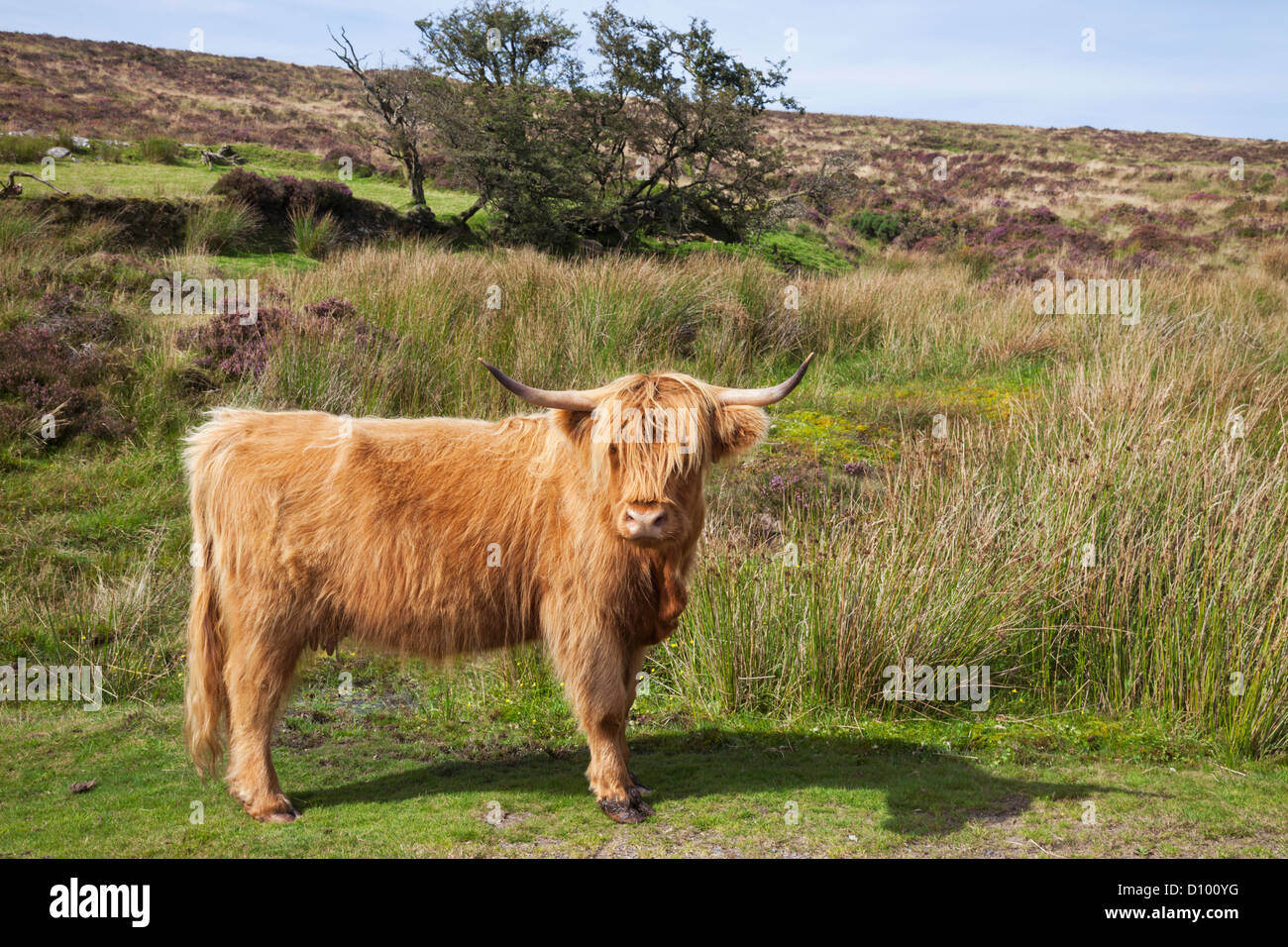 Highland cows devon hi-res stock photography and images - Alamy