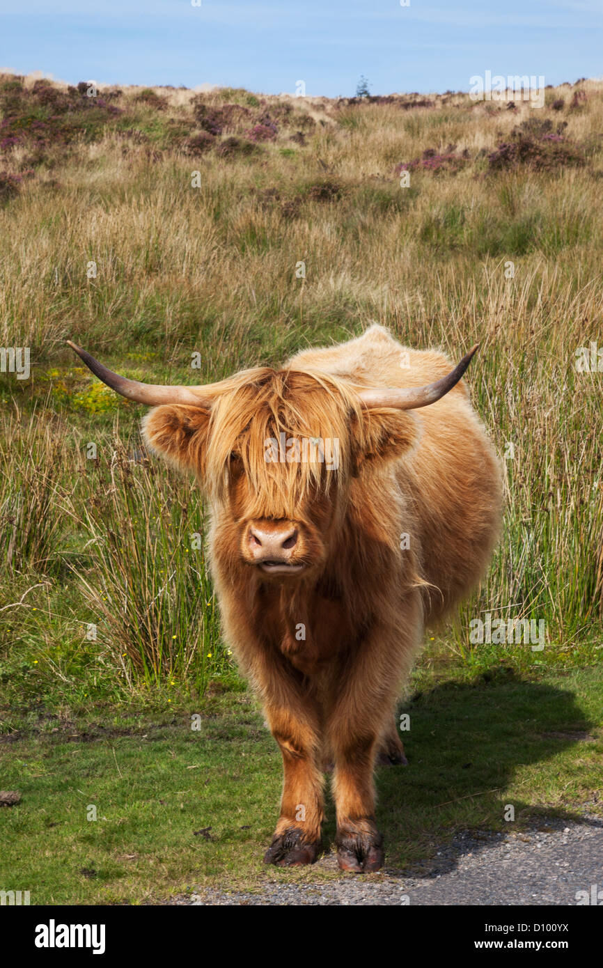 Highland cows devon hi-res stock photography and images - Alamy