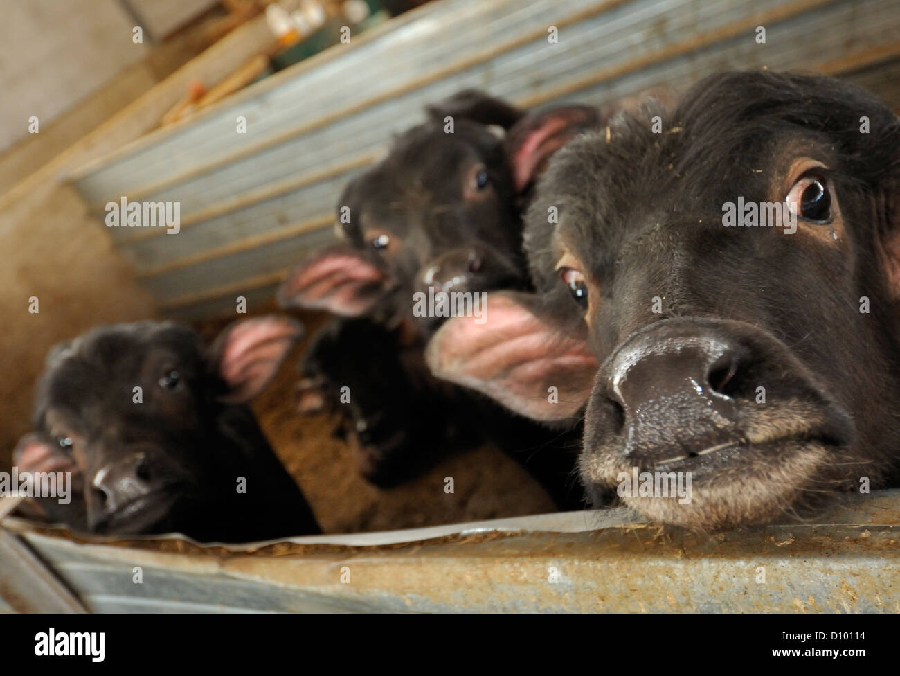 Cow buffalo livestock, Pontinia, Agro Pontino, Lazio, Italy Stock Photo ...