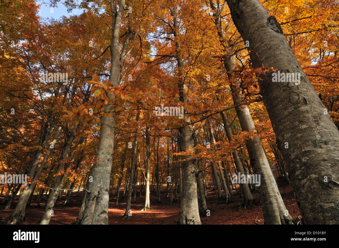 Jenne lazio hi-res stock photography and images - Alamy