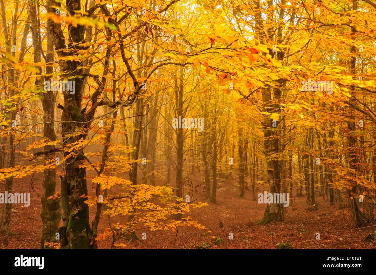 Jenne lazio hi-res stock photography and images - Alamy