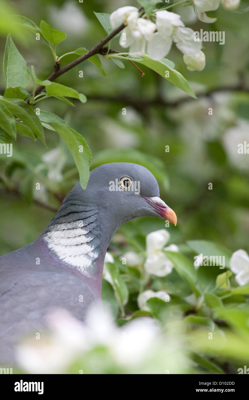 Wood Pigeon in apple blossom tree england uk Stock Photo - Alamy