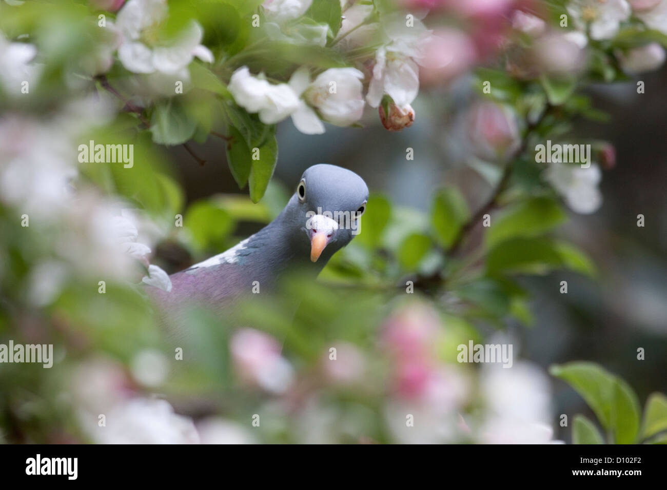 Wood Pigeon in Apple blossom tree England, UK Stock Photo - Alamy