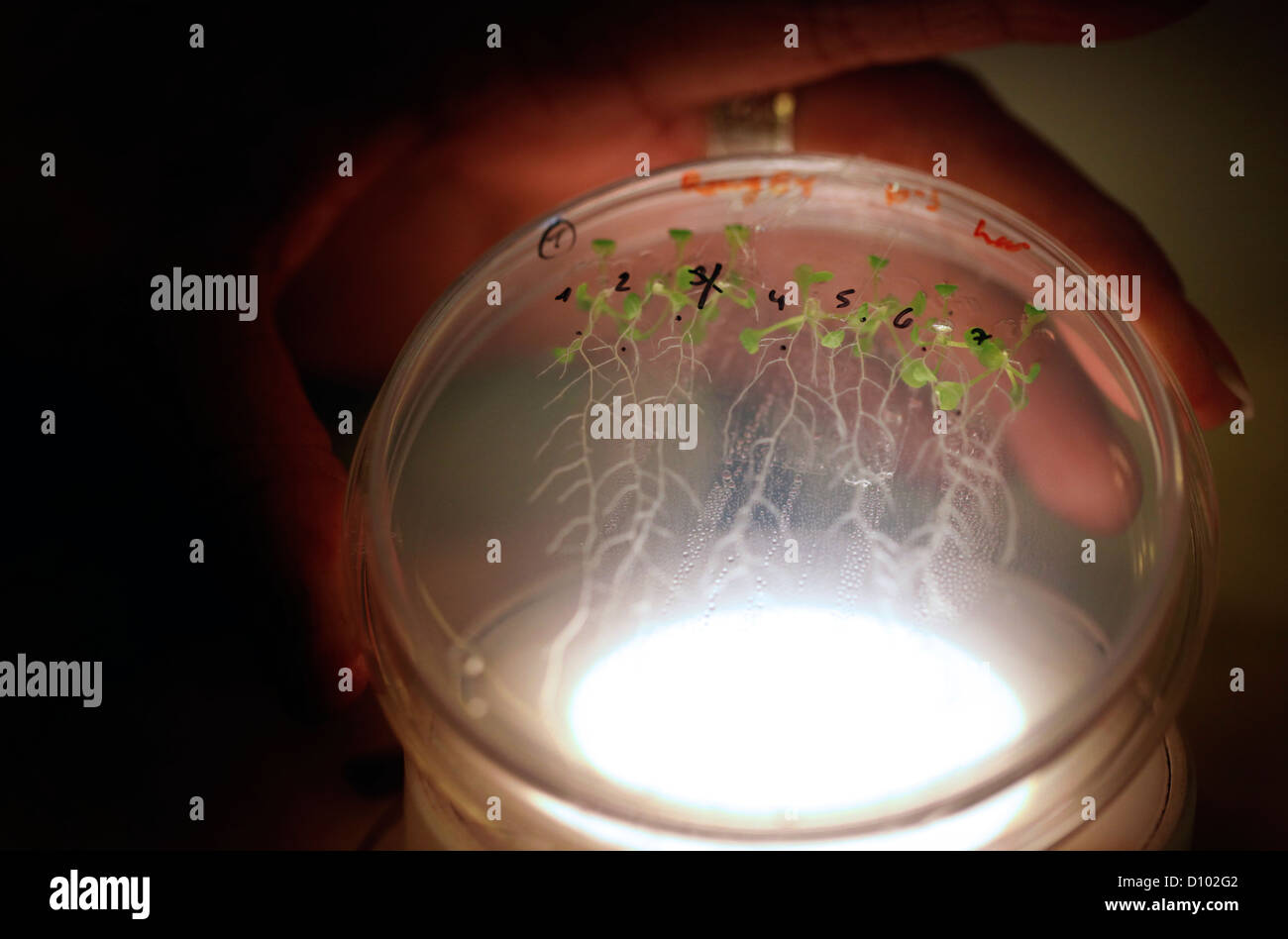 Seedlings growing in petri dish at the laboratory of Horticulture ...
