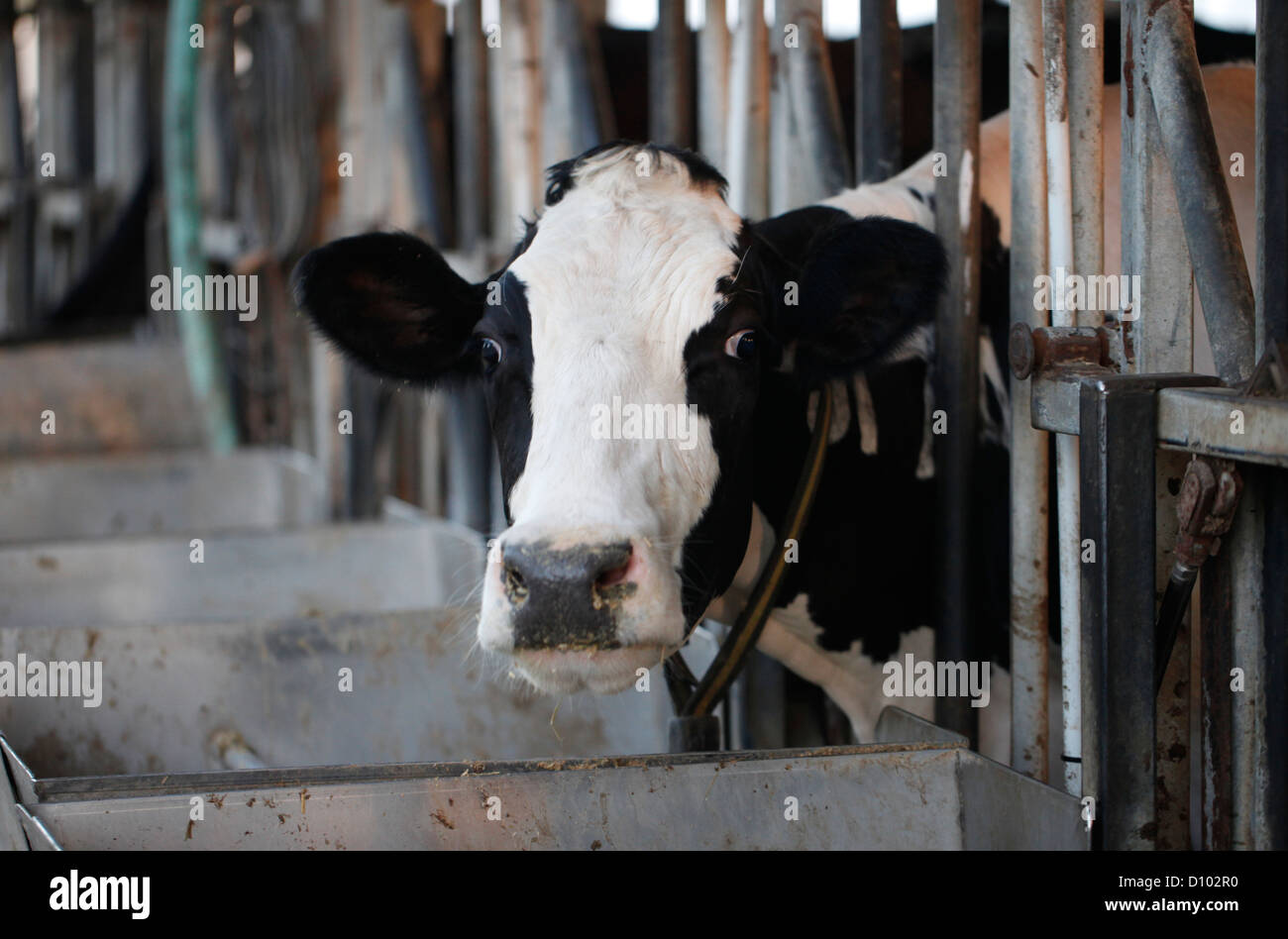 A Holstein Friesians cow which is a breed of dairy cattle originating ...