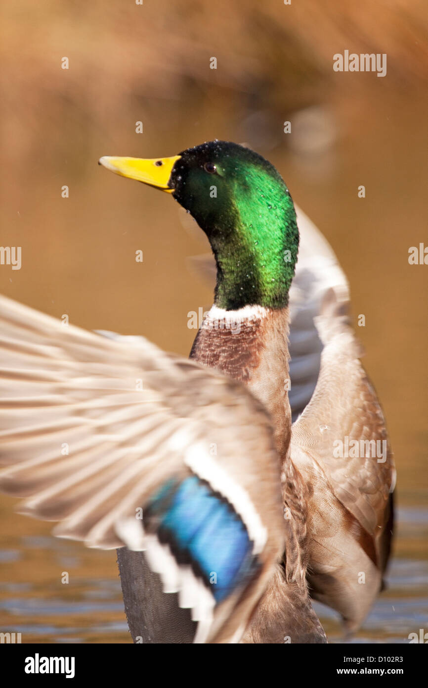 Beating wings hi-res stock photography and images - Alamy