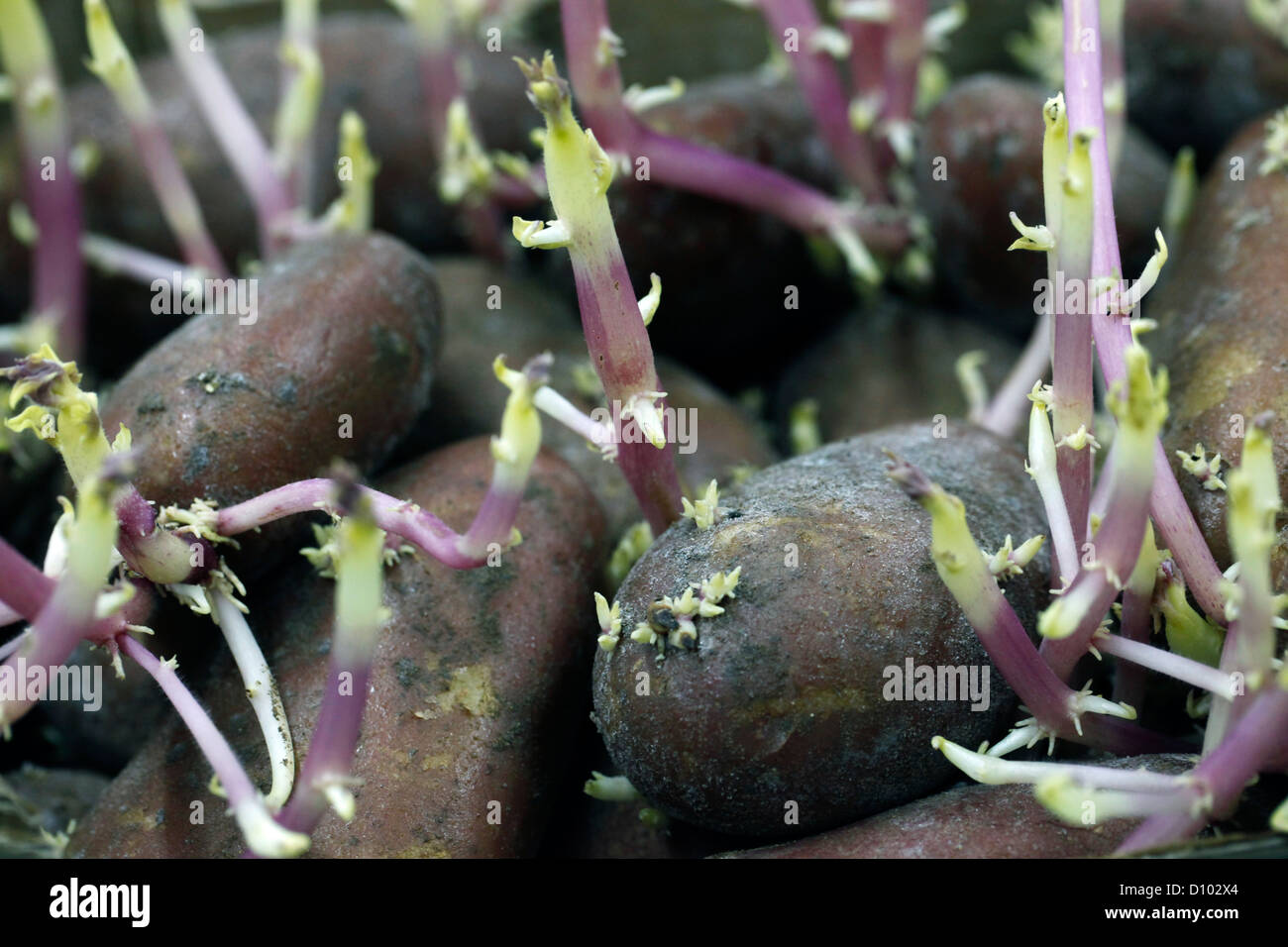 Cotyledon sprouts hi-res stock photography and images - Alamy