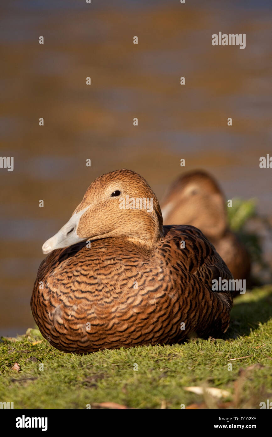 Female Eider ducks in afternoon sunlight, England, UK Stock Photo - Alamy