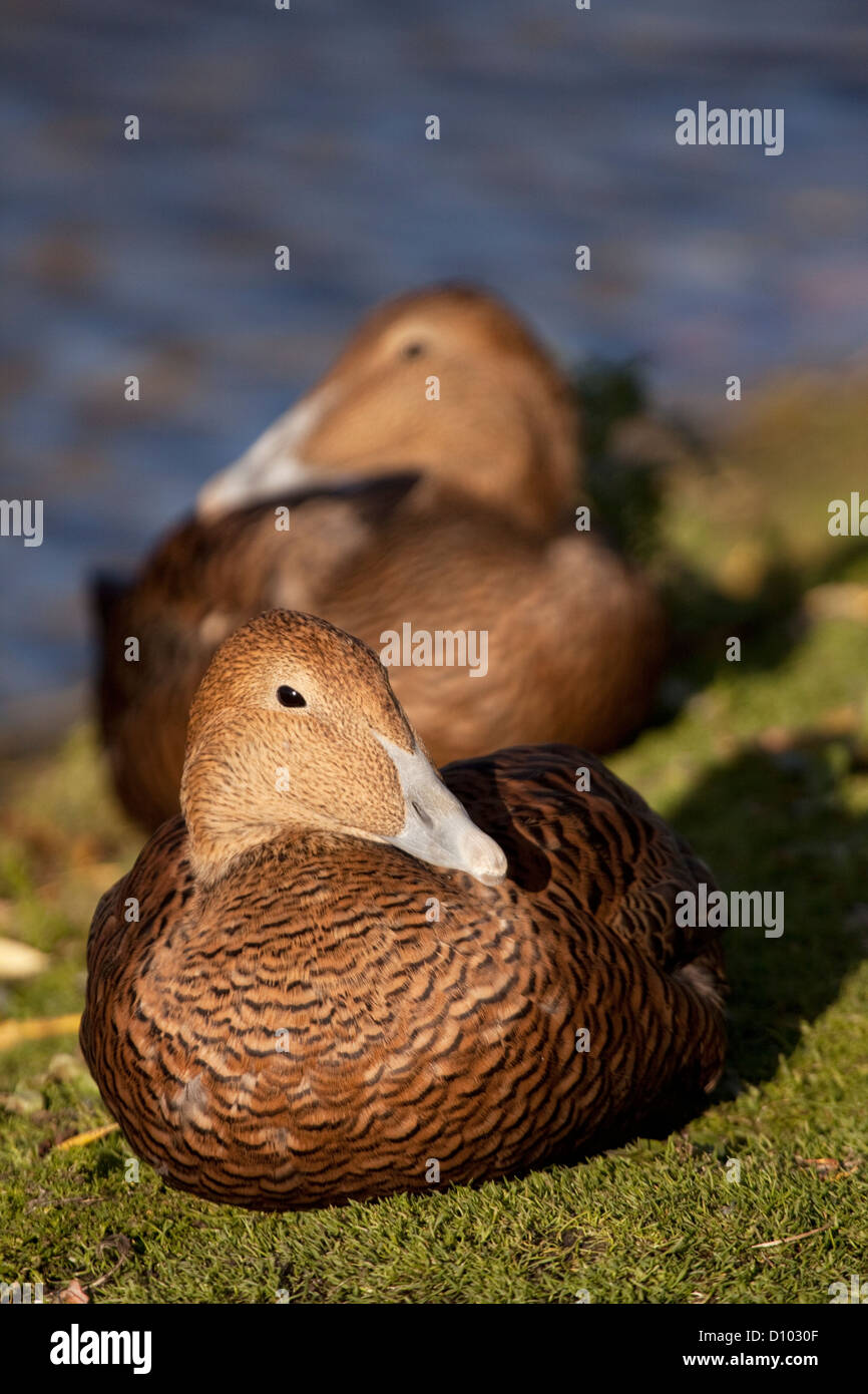 Female Eider ducks in afternoon sunlight, England, UK Stock Photo - Alamy