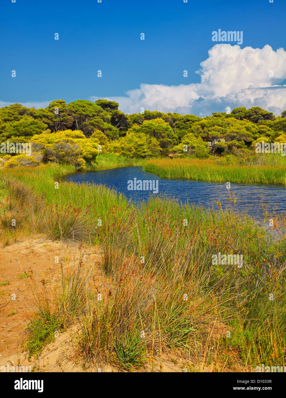 The forest at Kalogria and Prokopos Lagoon in summer, Greece Stock ...