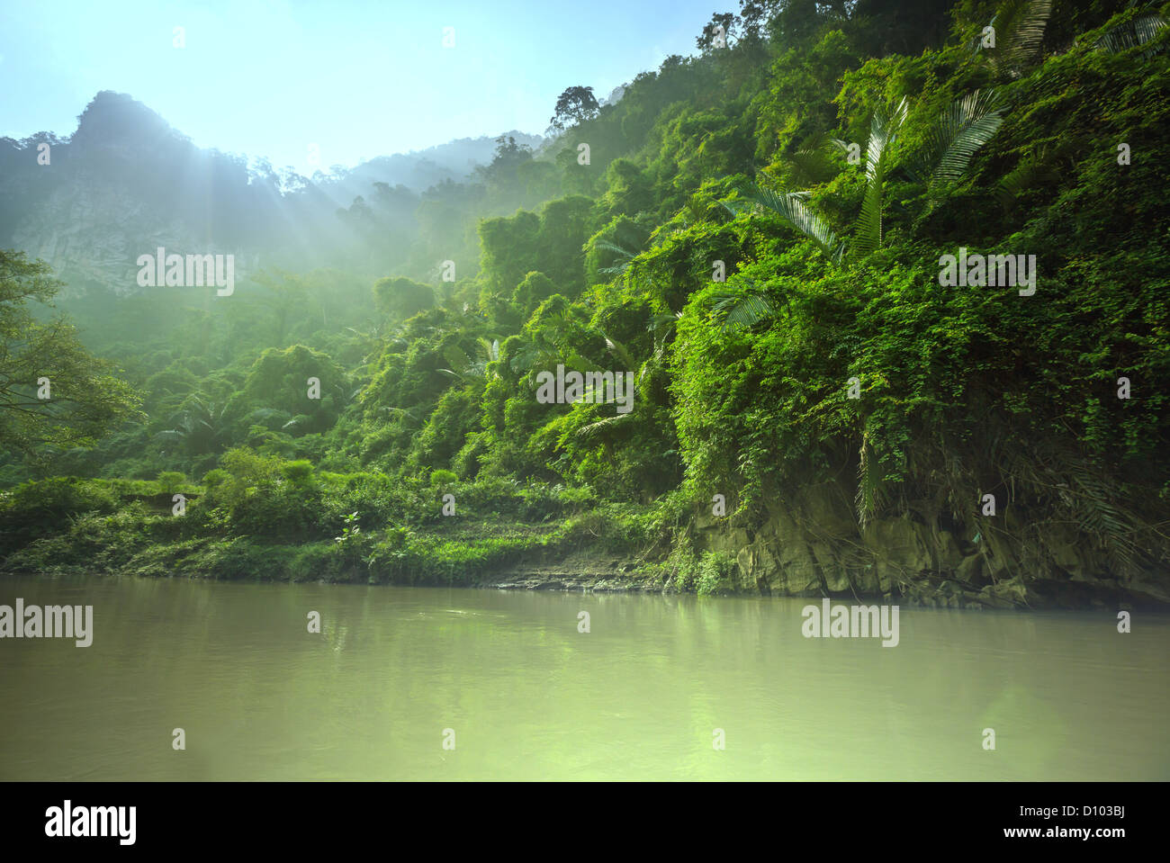 jungle in Vietnam Stock Photo - Alamy