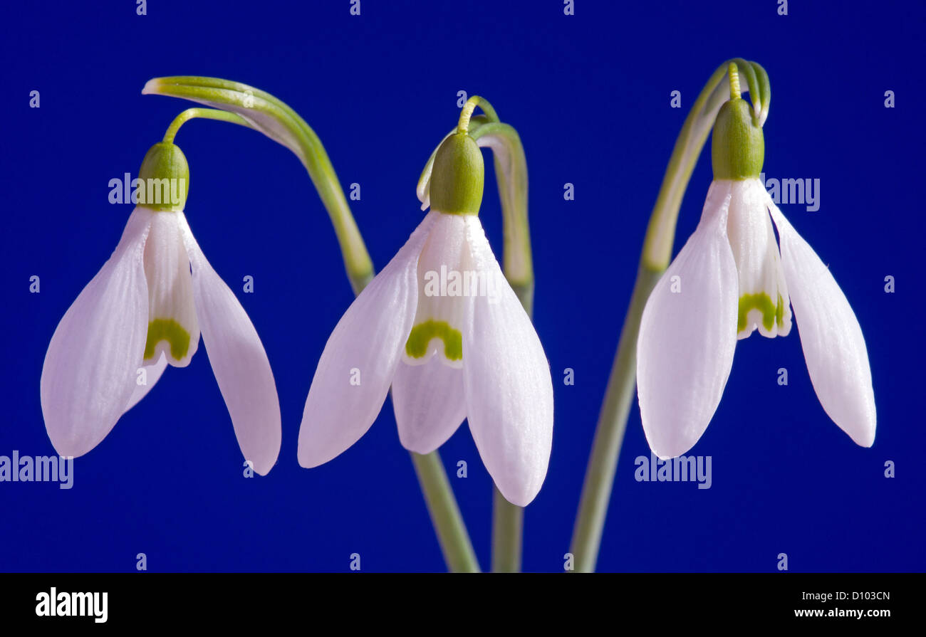 white common snowdrop flower on blue background Stock Photo - Alamy
