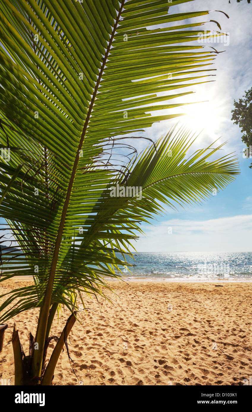 Tropical beach at sunset Stock Photo - Alamy