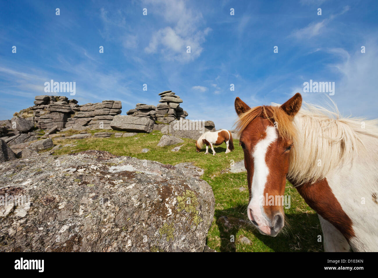 England, Devon, Dartmoor, Ponies at Great Staple Tor Stock Photo - Alamy