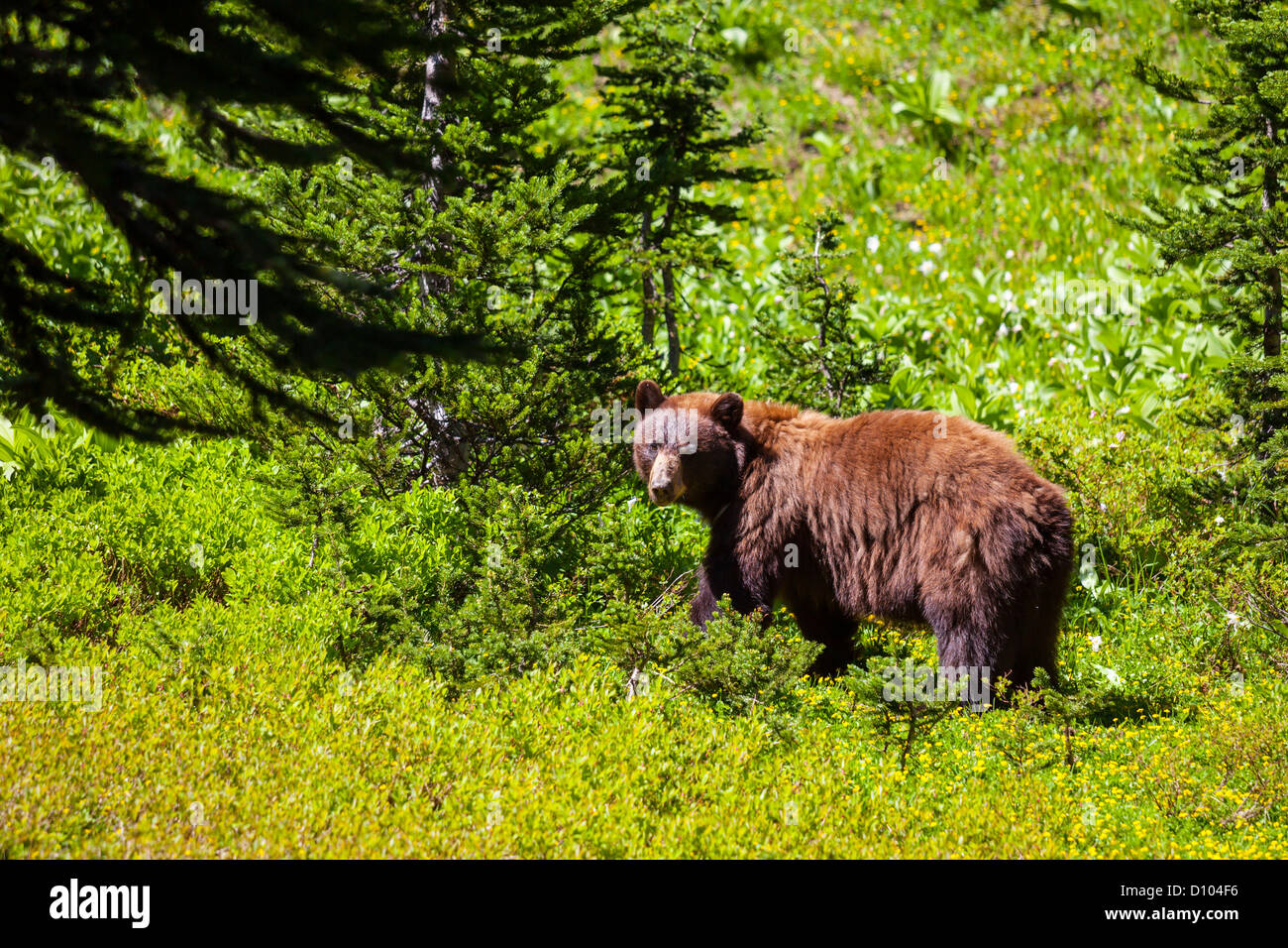 black bear in forest Stock Photo - Alamy