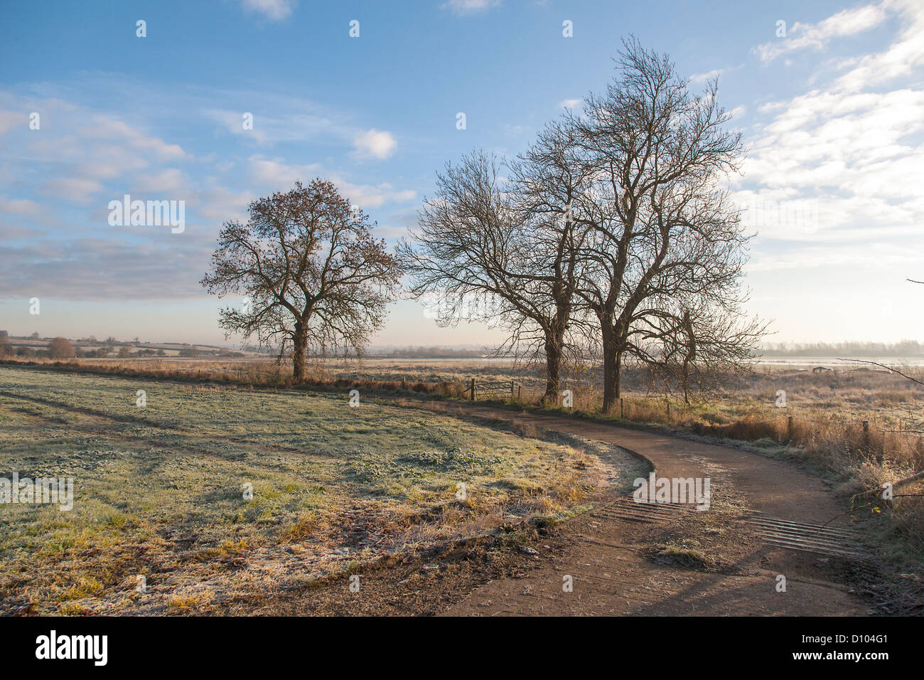 Trees early morning Stock Photo - Alamy