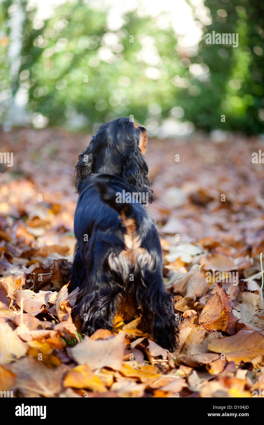 Hunting cocker spaniel in the wood Stock Photo - Alamy