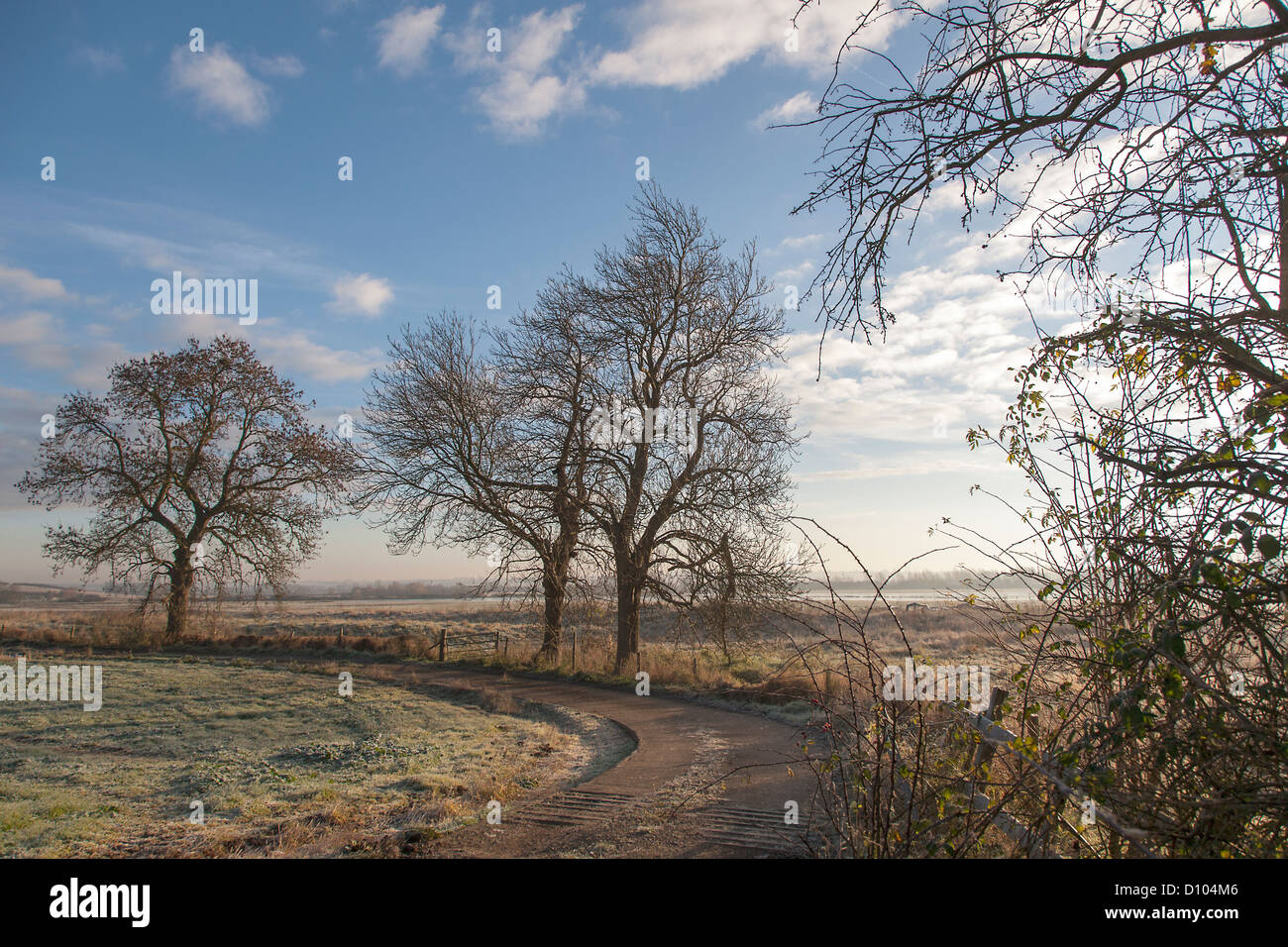 Doddington trees hi-res stock photography and images - Alamy