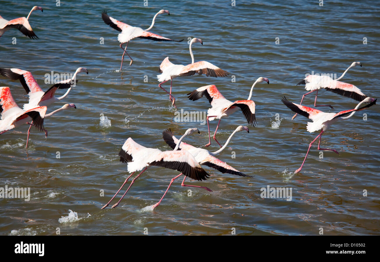 pink flamingo Stock Photo - Alamy