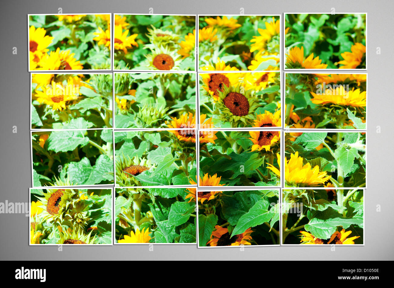 Photo cut pieces nature hi-res stock photography and images - Alamy